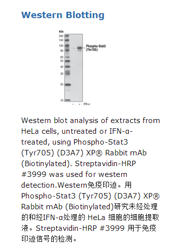 Phospho-Stat3 (Tyr705) (D3A7) XP? Rabbit mAb (Biotinylated) - 佑研匠簇网上商城